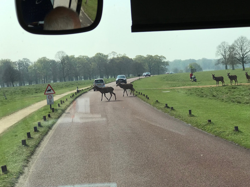 Britain’s Top 10 Quirky Bus Routes: 6 Royal Parks RP1 – BusAndTrainUser